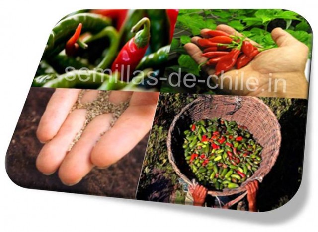 semillas de Chile mejoradas con método tradicional
