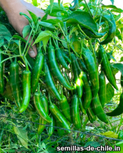 semillas-de-chile.in-12 - semillas-de-chile.in